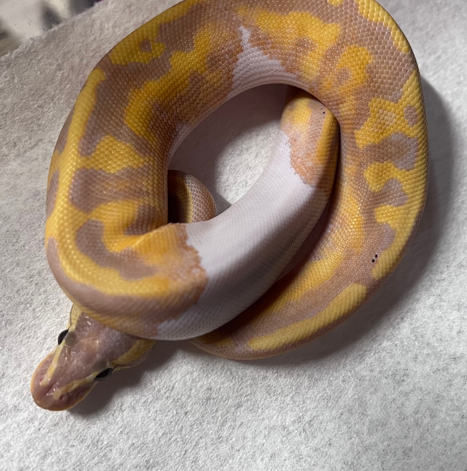 Pastel Banana Pied Ball Python by Pandora’s Exotic Reptiles - MorphMarket