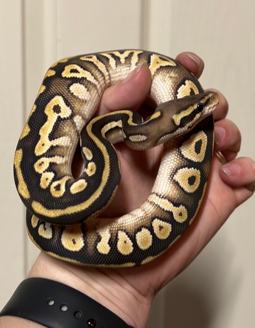 Pastave Ball Python by Pandora’s Exotic Reptiles - MorphMarket