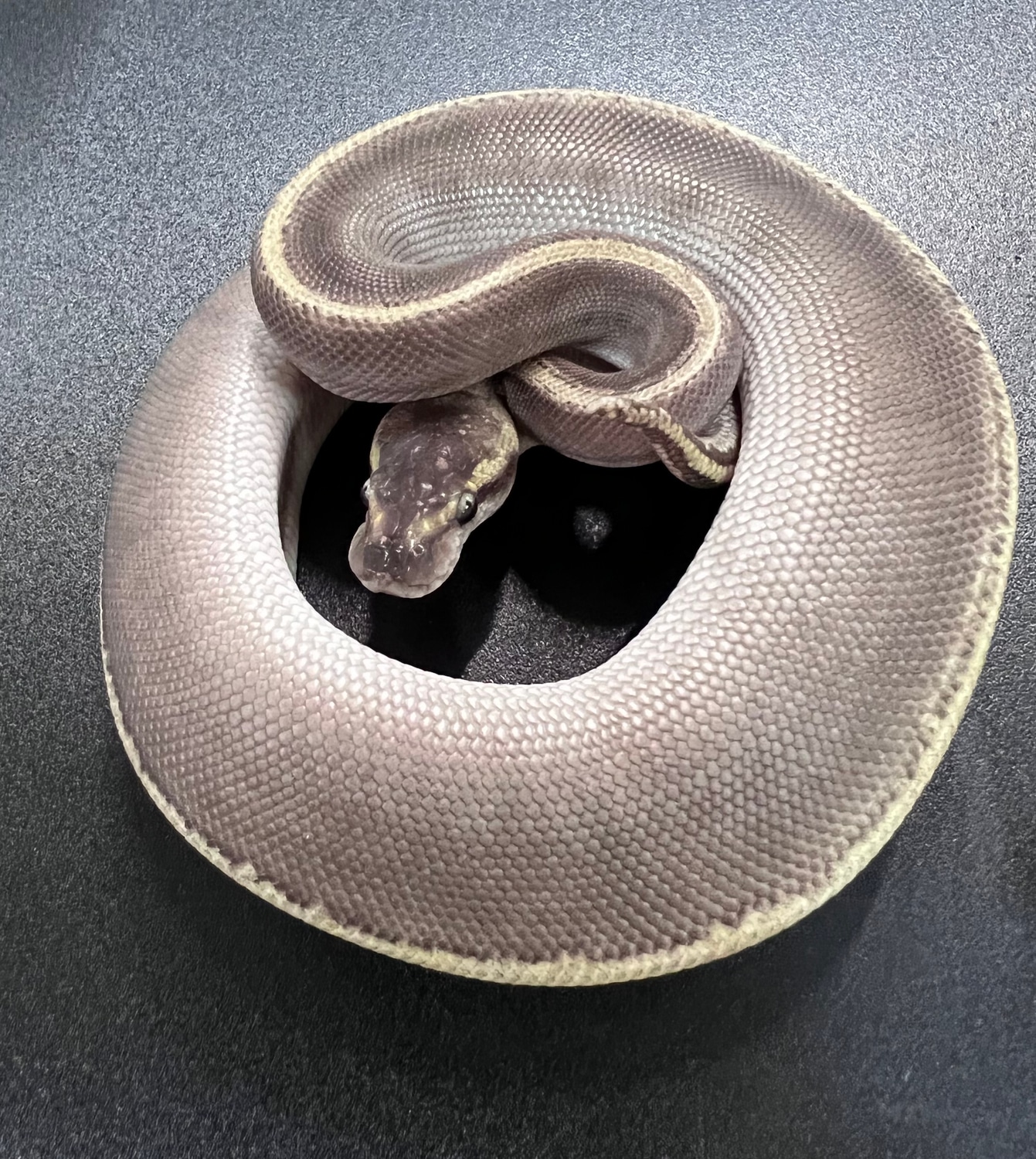 GHI Mojave Pinstripe Ball Python by Pandora’s Exotic Reptiles - MorphMarket