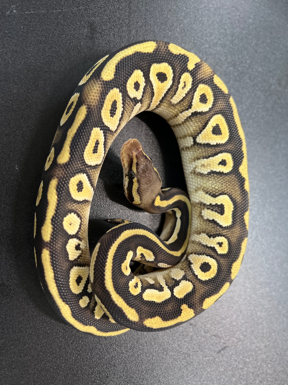Pastave Ball Python by Pandora’s Exotic Reptiles - MorphMarket