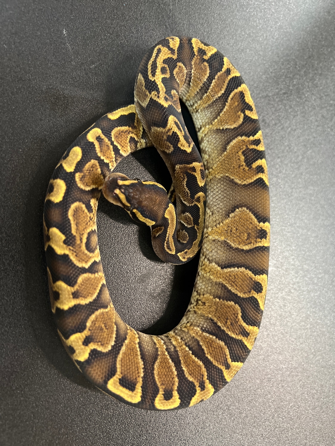 GHI Het Hypo Ball Python by Pandora’s Exotic Reptiles - MorphMarket