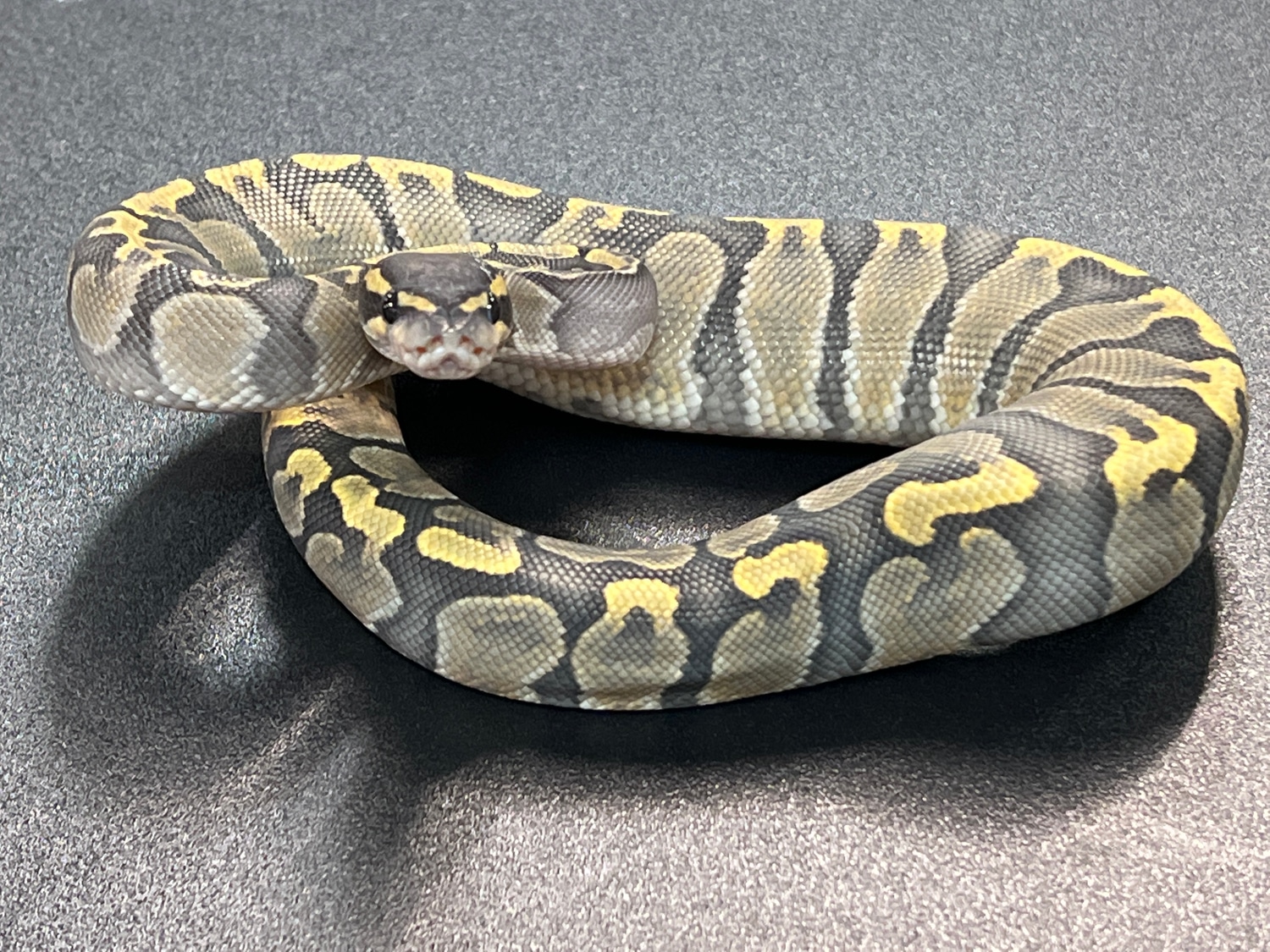 Hypo GHI Ball Python by Pandora’s Exotic Reptiles - MorphMarket