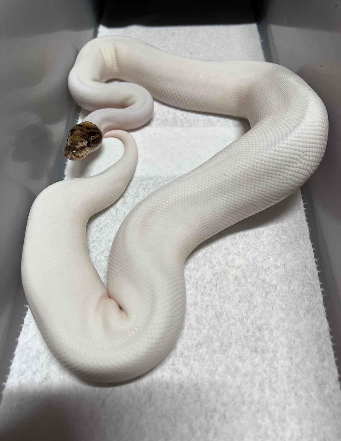 Pastel Russo Pied Ball Python by Pandora’s Exotic Reptiles - MorphMarket