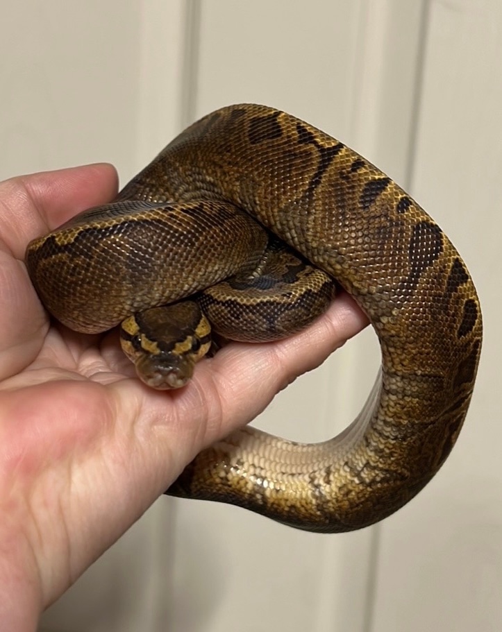 GHI Pinstripe Ball Python by Pandora’s Exotic Reptiles - MorphMarket