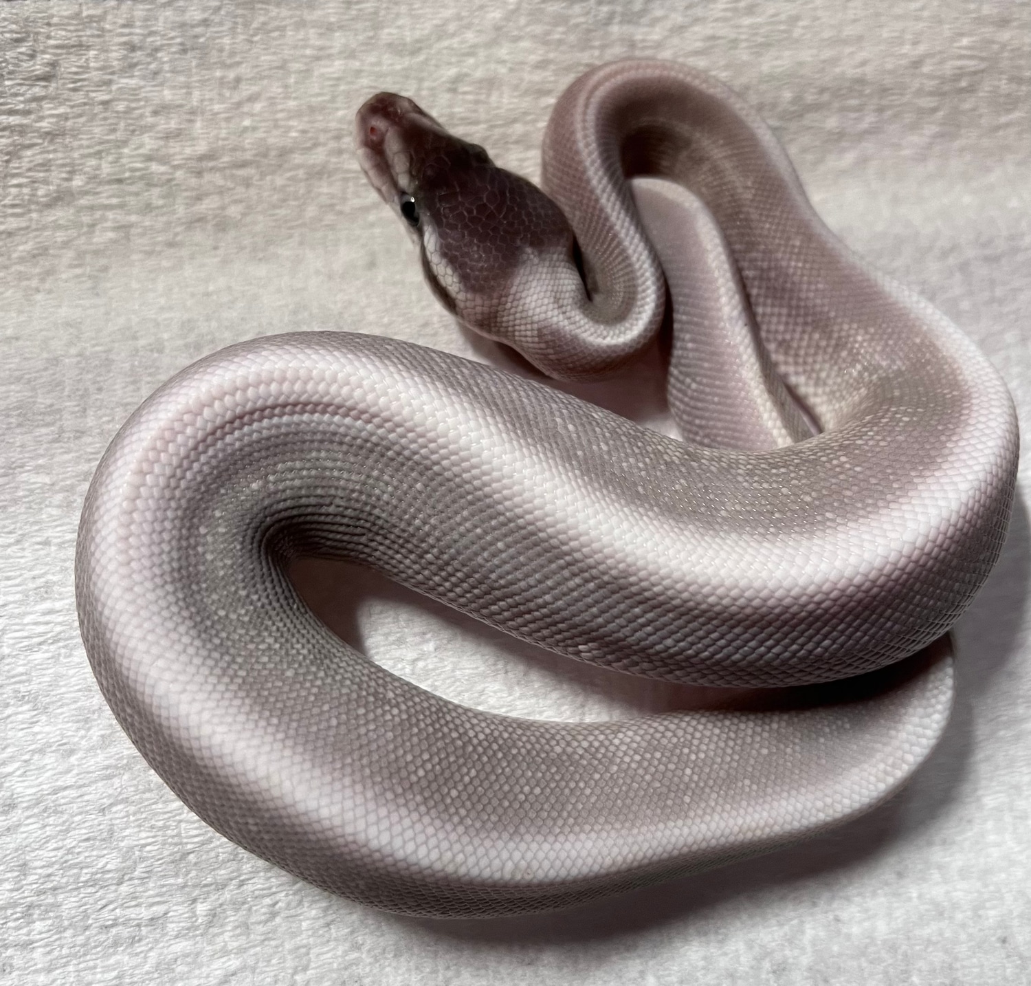 GHI Enchi Mystic Potion Ball Python by Pandora’s Exotic Reptiles ...