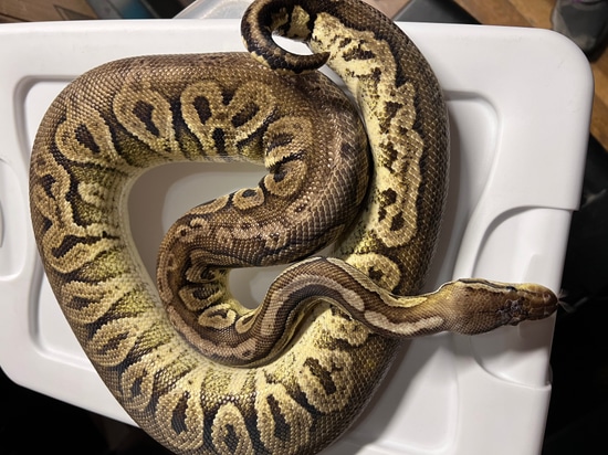 Black Pewter Ball Python by Pandora’s Exotic Reptiles