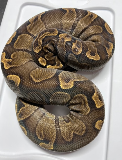 GHI 100% Het Orange Ghost Ball Python by Pandora’s Exotic Reptiles
