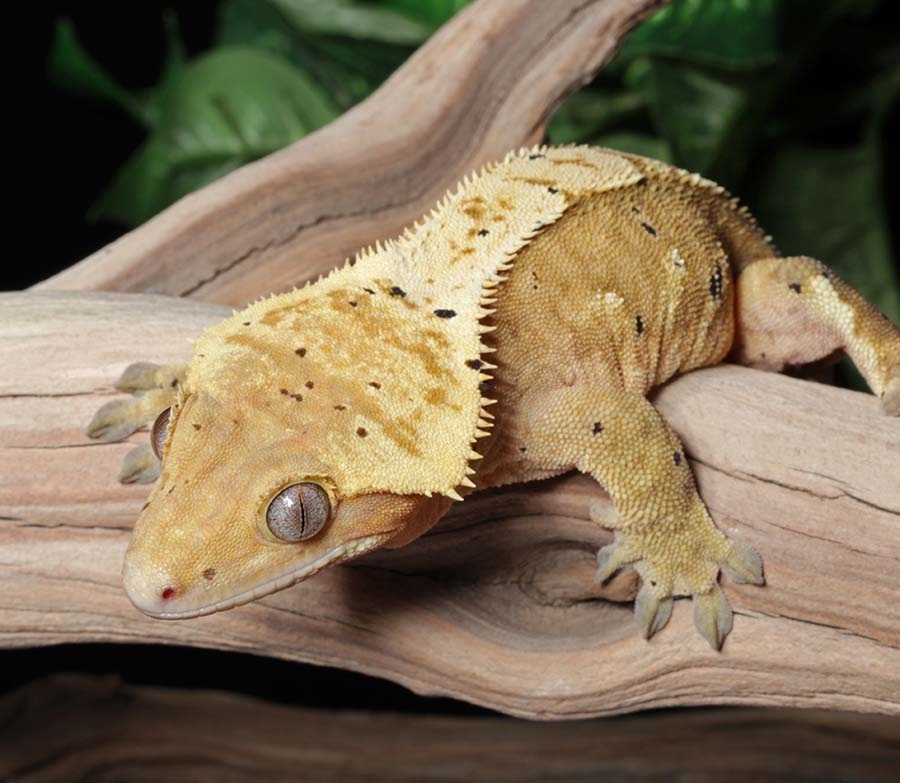 RTB Male Tailless Cream Flame Dalmatian Crested Gecko by Pangea Reptile ...