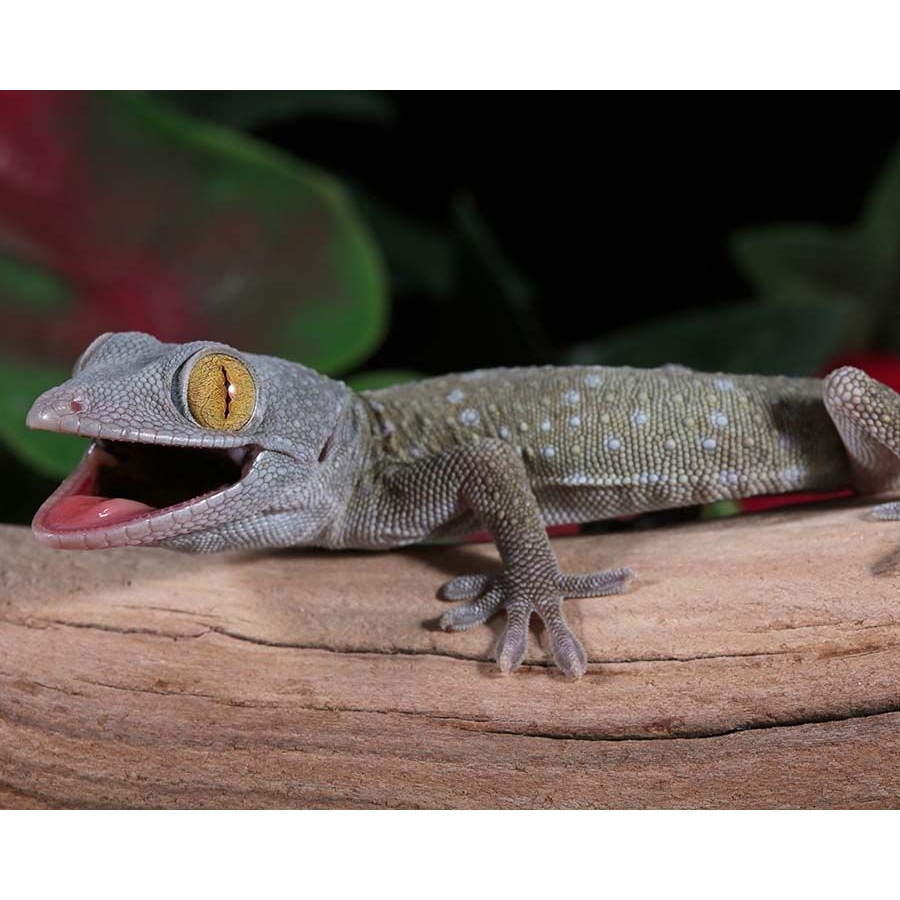 Green Headed Blue Tokay Gecko by Pangea Reptile - MorphMarket