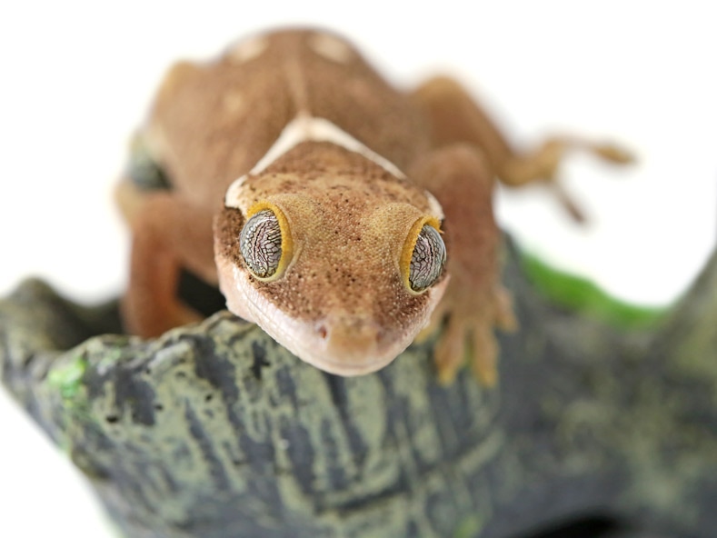 Juvenile White Collared Correlophus Sarasinorum Gecko Sa- More Gecko by ...