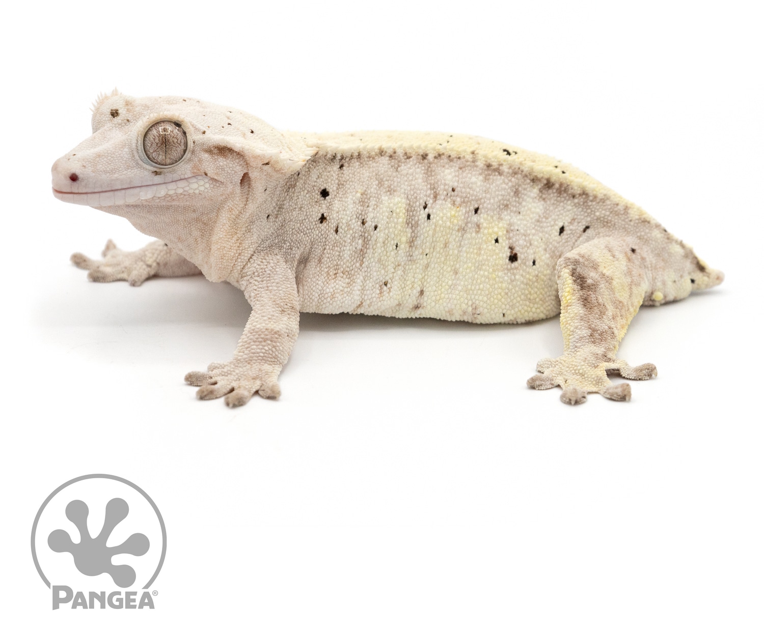 Female Lavender Dalmatian Crested Gecko Cr-1320 by Pangea Reptile ...