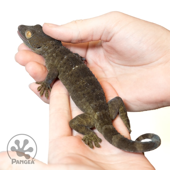 Reduced Green Tokay Gecko T-020 by Pangea Reptile