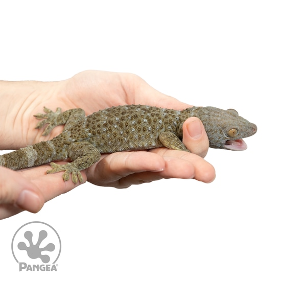 Female Reduced Green Tokay Gecko T-027 by Pangea Reptile