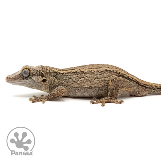 Male Striped Gargoyle Gecko Ga-0273 by Pangea Reptile