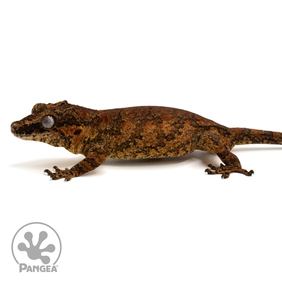 Male Red Blotch Gargoyle Gecko Ga-0269 by Pangea Reptile