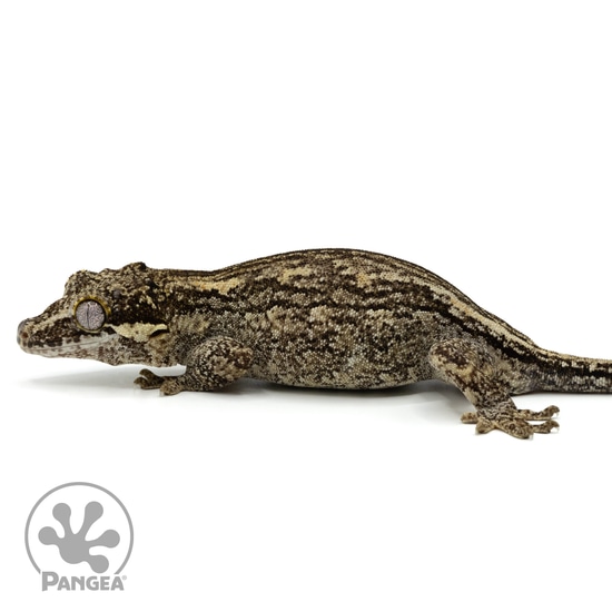 Female Striped Gargoyle Gecko Ga-0266 by Pangea Reptile