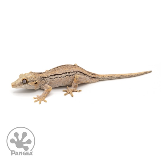 Male Striped Gargoyle Gecko Ga-0219 by Pangea Reptile