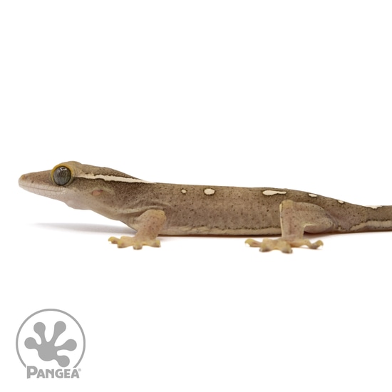 Juvenile 9-Spot Correlophus Sarasinorum SA-025 More Gecko by Pangea Reptile
