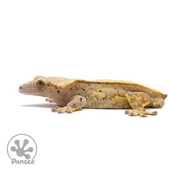 Pinstripe Dalmatian Crested Gecko Cr-2642 by Pangea Reptile