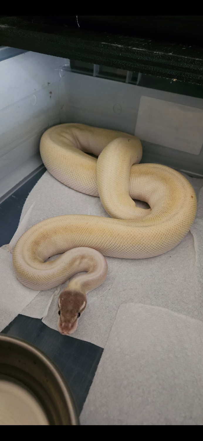 1100g Super Mojave Ball Python by PT Reptiles - MorphMarket