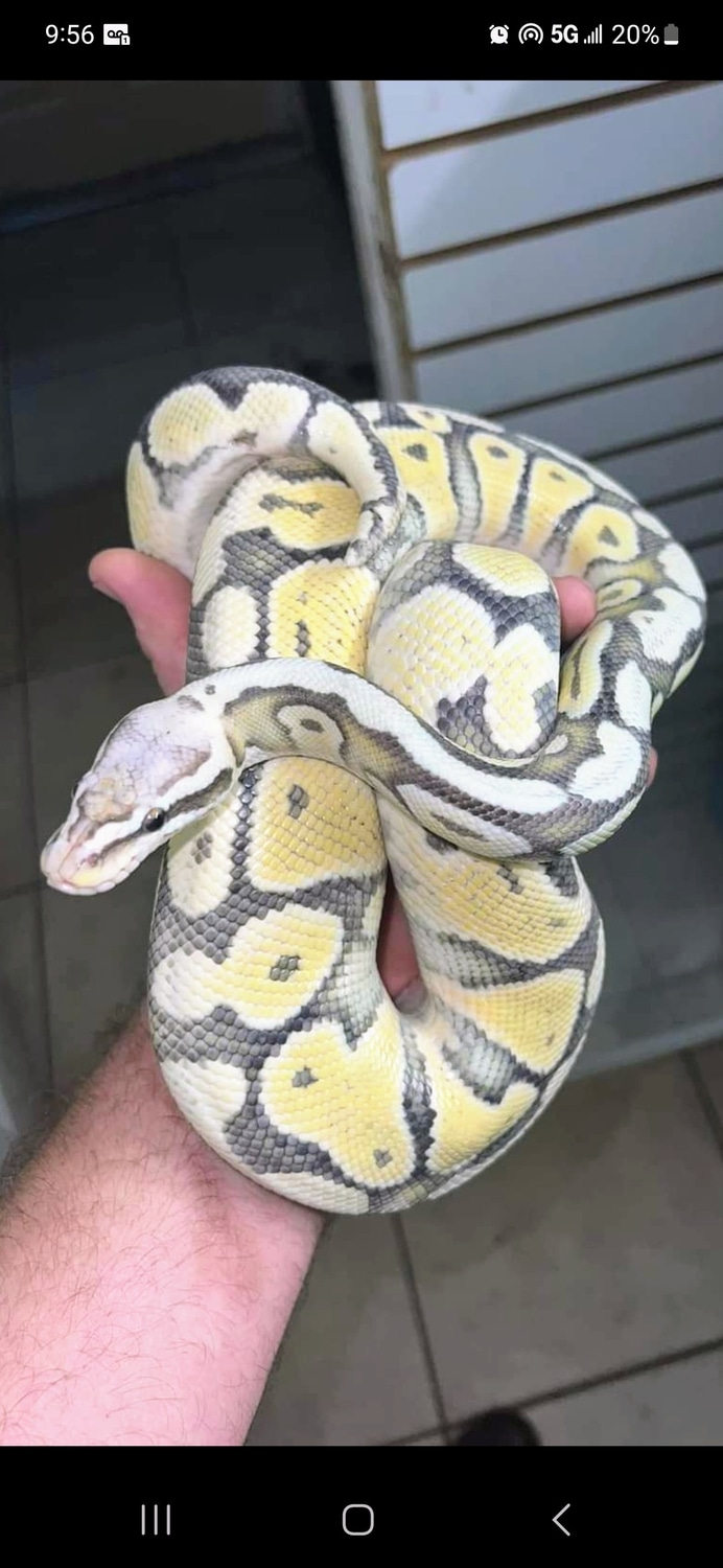 Super Pastel Desert Ghost Possible Het Hypo Ball Python by PT Reptiles ...