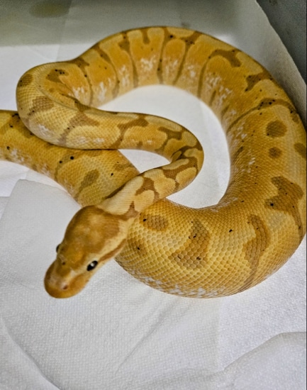 Banana Enchi Spider Ball Python by PT Designs