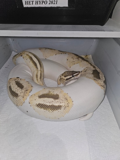 Pastel Fire Pied Ball Python by PT Designs
