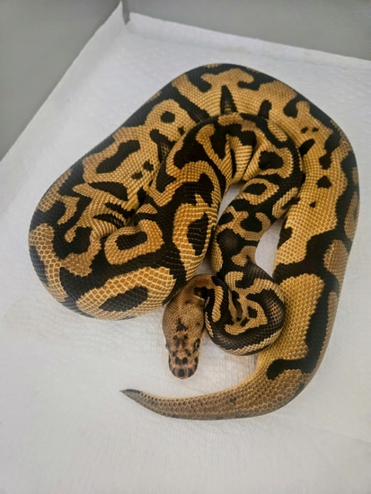 Low Reserve 1000g Spotnose Leopard Clown ( Batman) Ball Python by PT ...