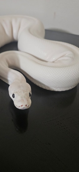 Proven Spotnose Fire Ivory 100% Het Clown Ball Python by PT Designs