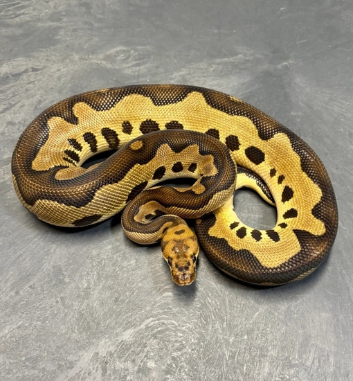 500g Chocolate Leopard Clown Ball Python by PT Designs