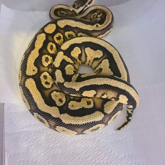 Pastel Asphalt Specter Ball Python by Pantheon Reptiles
