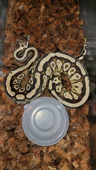 Pastel Parkway Ball Python by Pantheon Reptiles