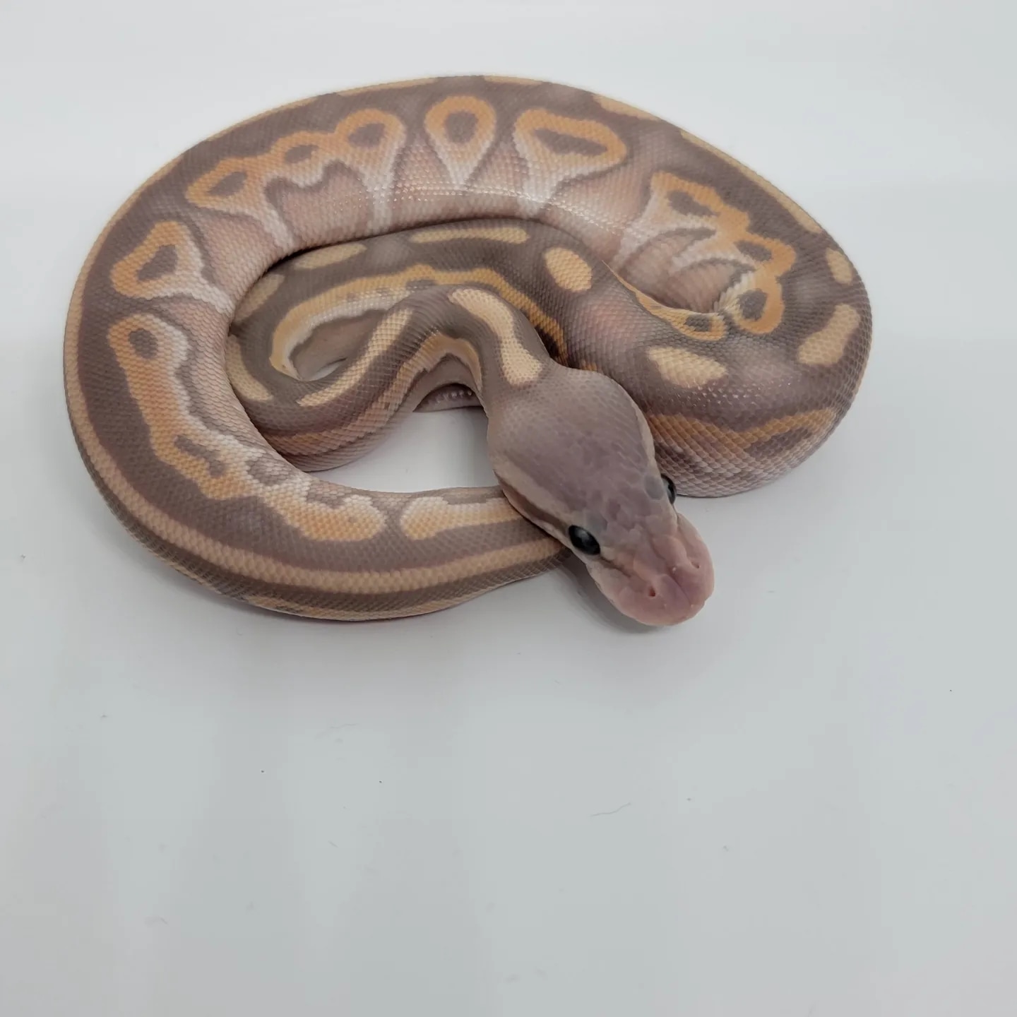 Banana Black Pastel Mojave Ball Python by Pantheon Reptiles - MorphMarket