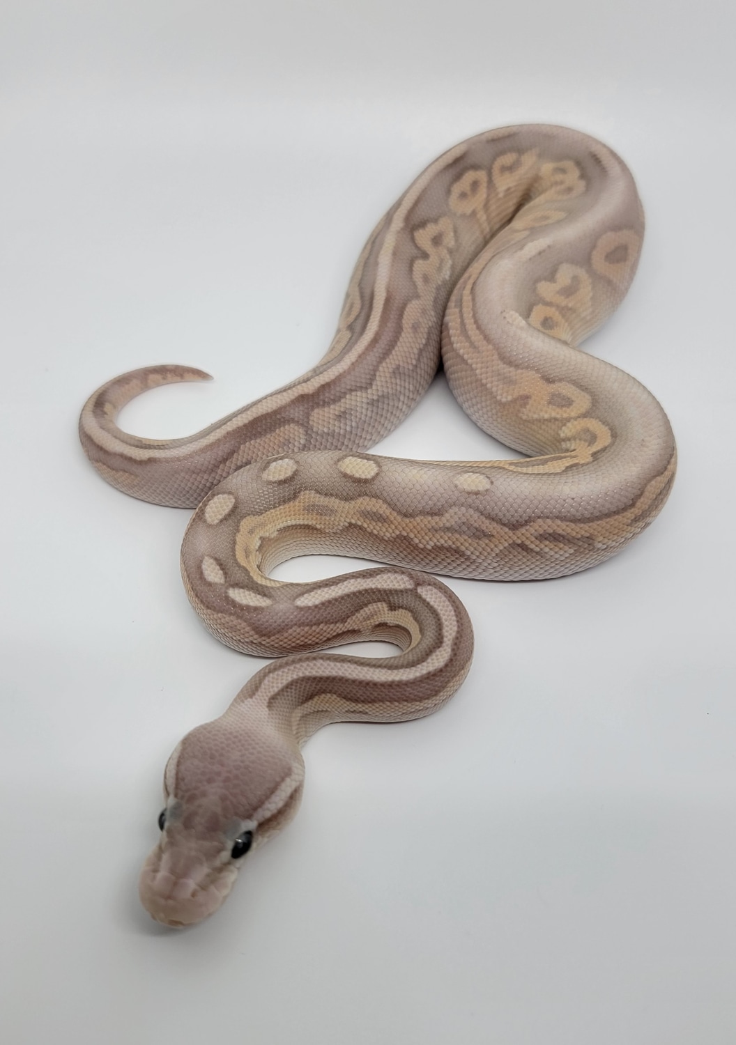 Banana Pastel Black Pastel Mojave Ball Python by Pantheon Reptiles ...