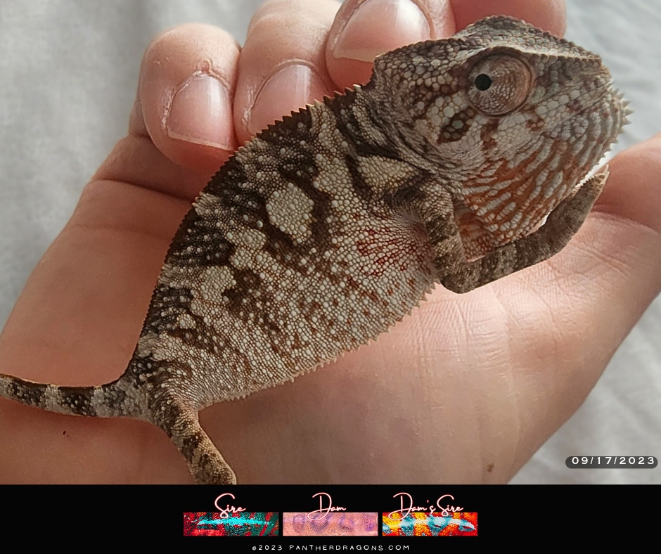 RBBB Ambilobe FENNEC Panther Chameleon by Panther Dragons - MorphMarket