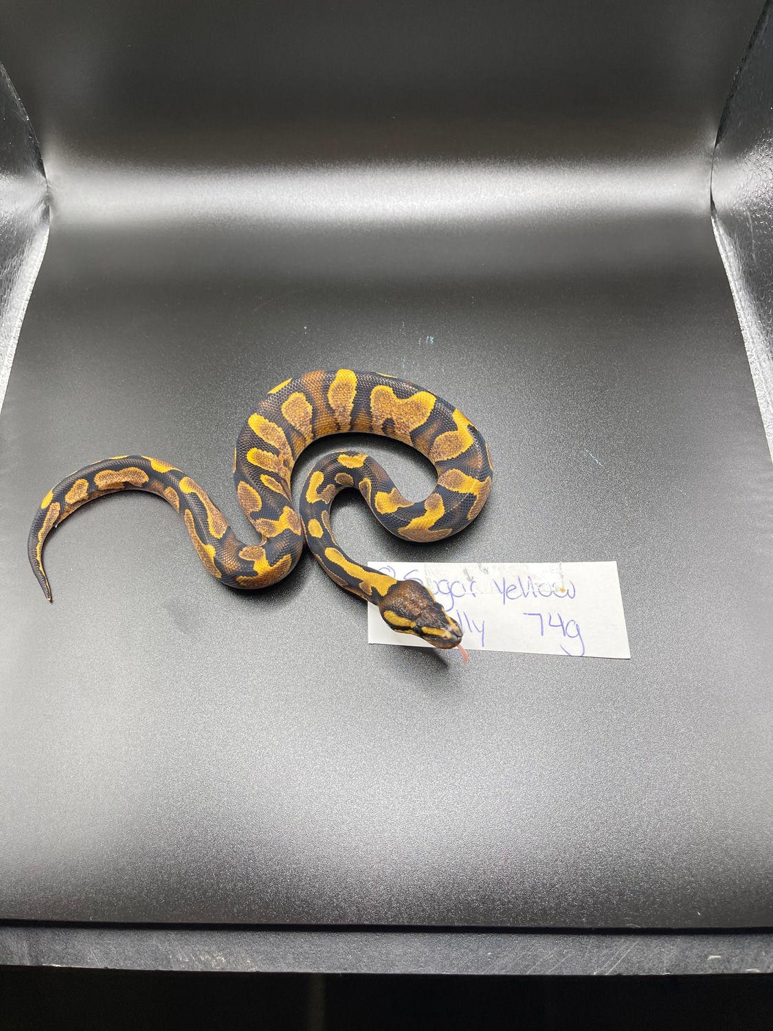 Sugar Yellowbelly Ball Python by Papagoat Reptiles - MorphMarket