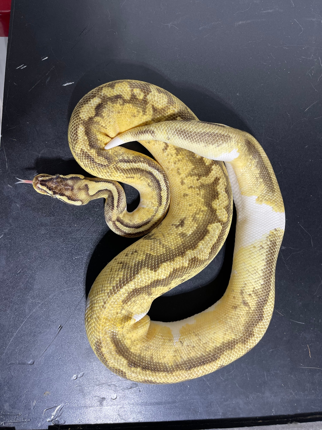 Pastel Enchi Orange Dream Pied Ball Python by Papagoat Reptiles ...