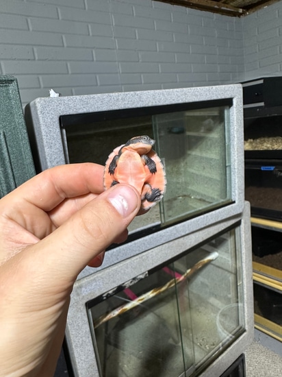 New Guinea Snapping Turtles by Papagoat Reptiles