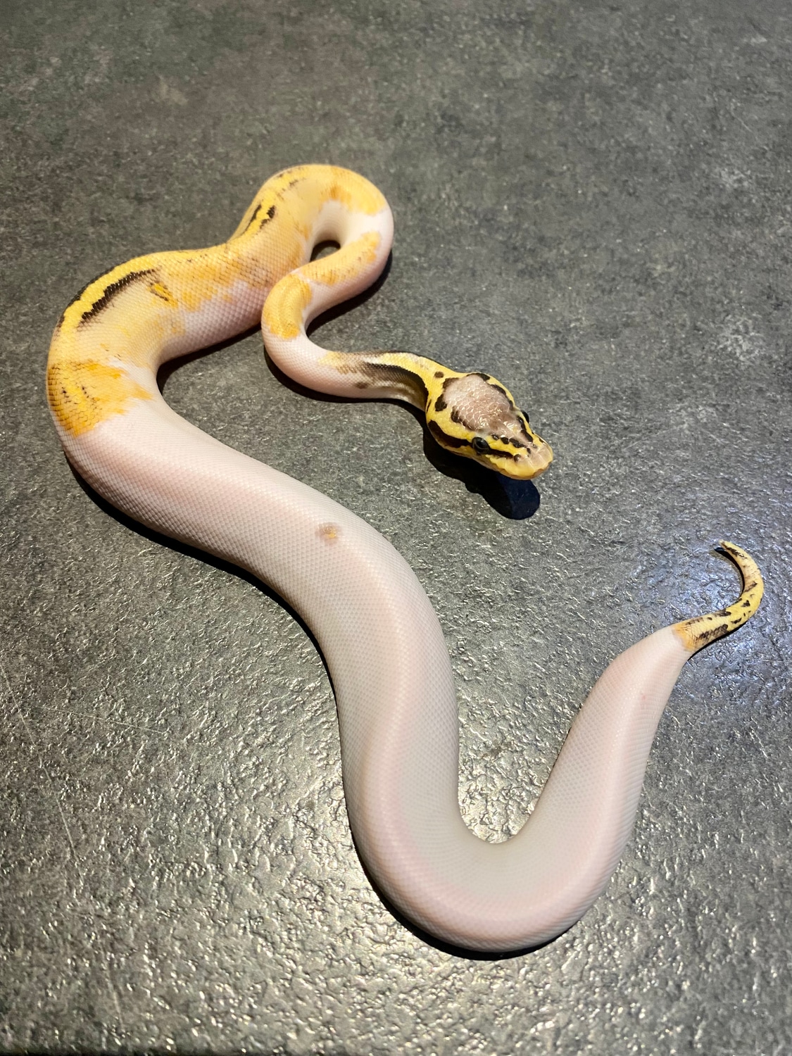 Killer Pied 100% Het Clown Ball Python by Ball-Passion - MorphMarket