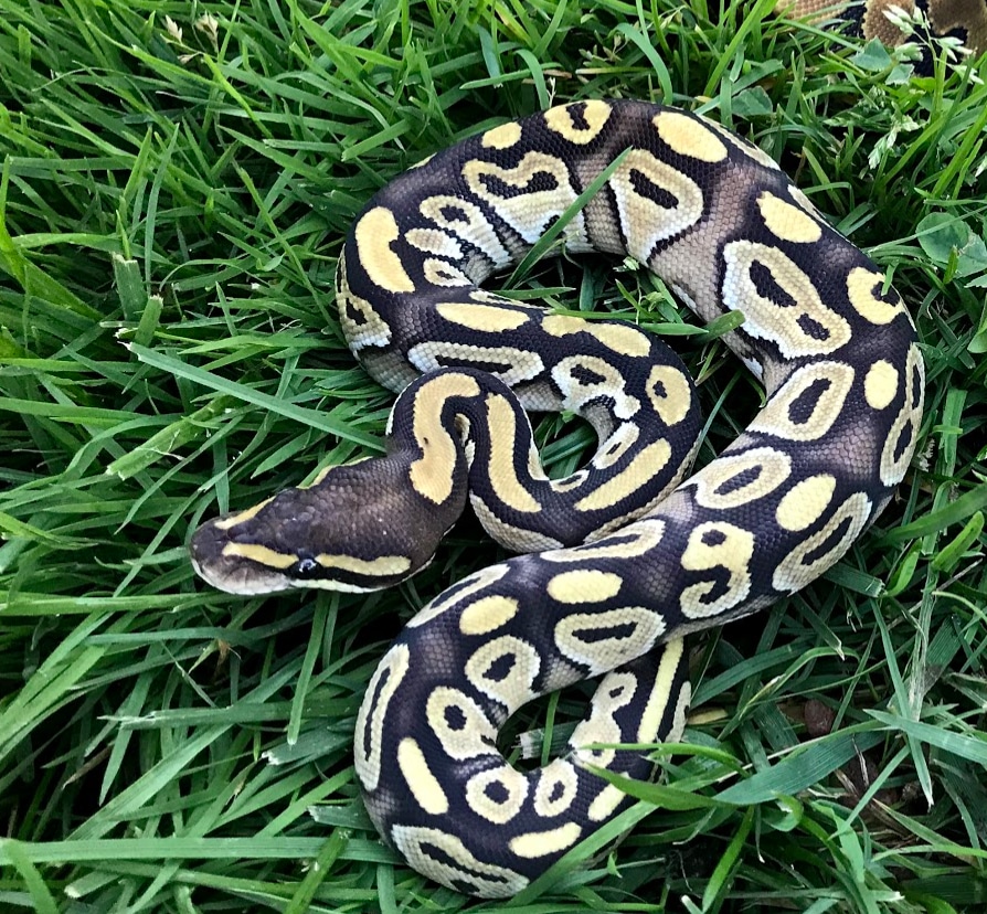 Mojave 100% Het VPI Axanthic 50ph Albino Ball Python by Papaya Pythons ...