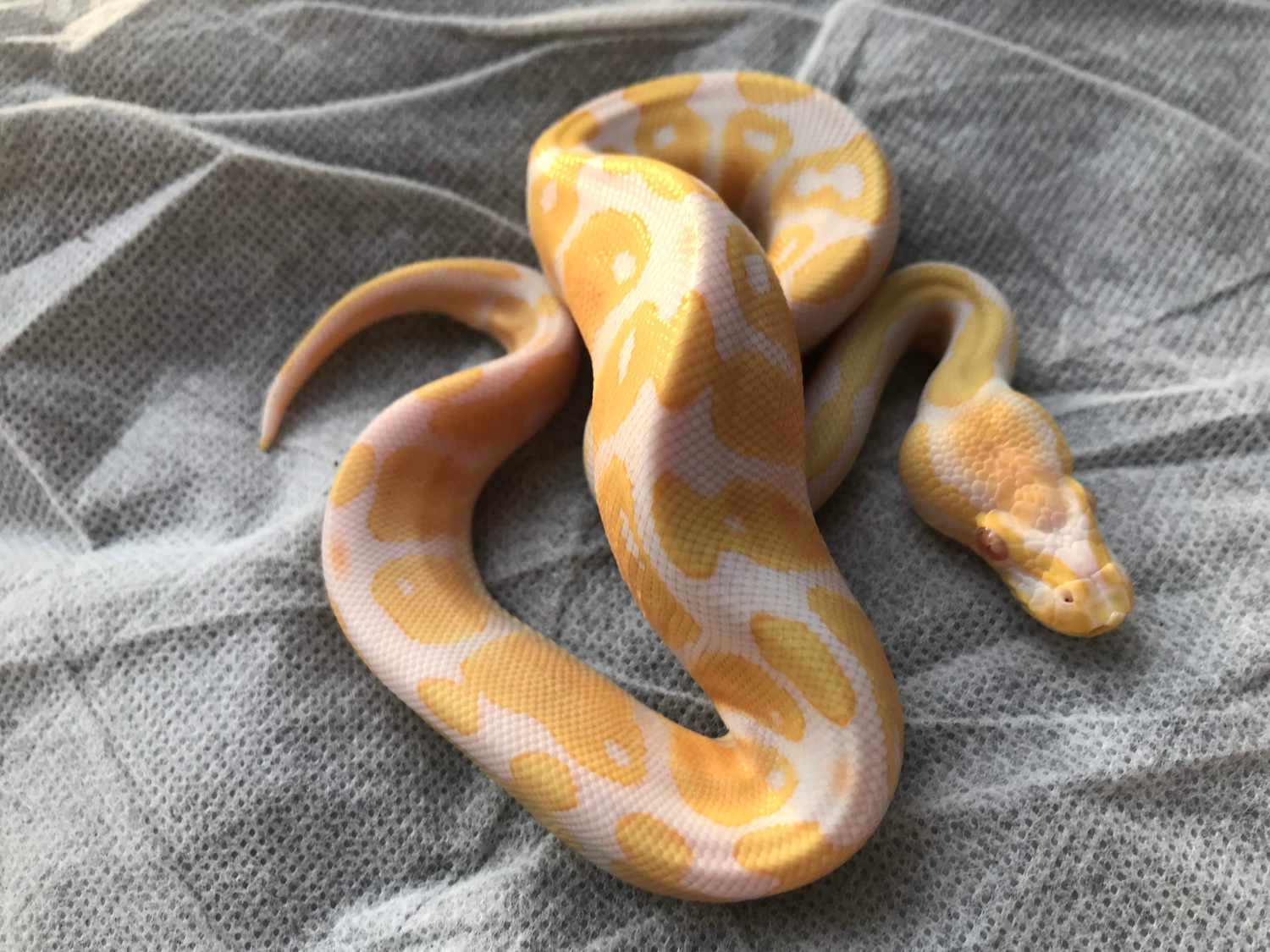Nice Contrast Albino 100% Het Pied Ball Python by Papaya Pythons ...