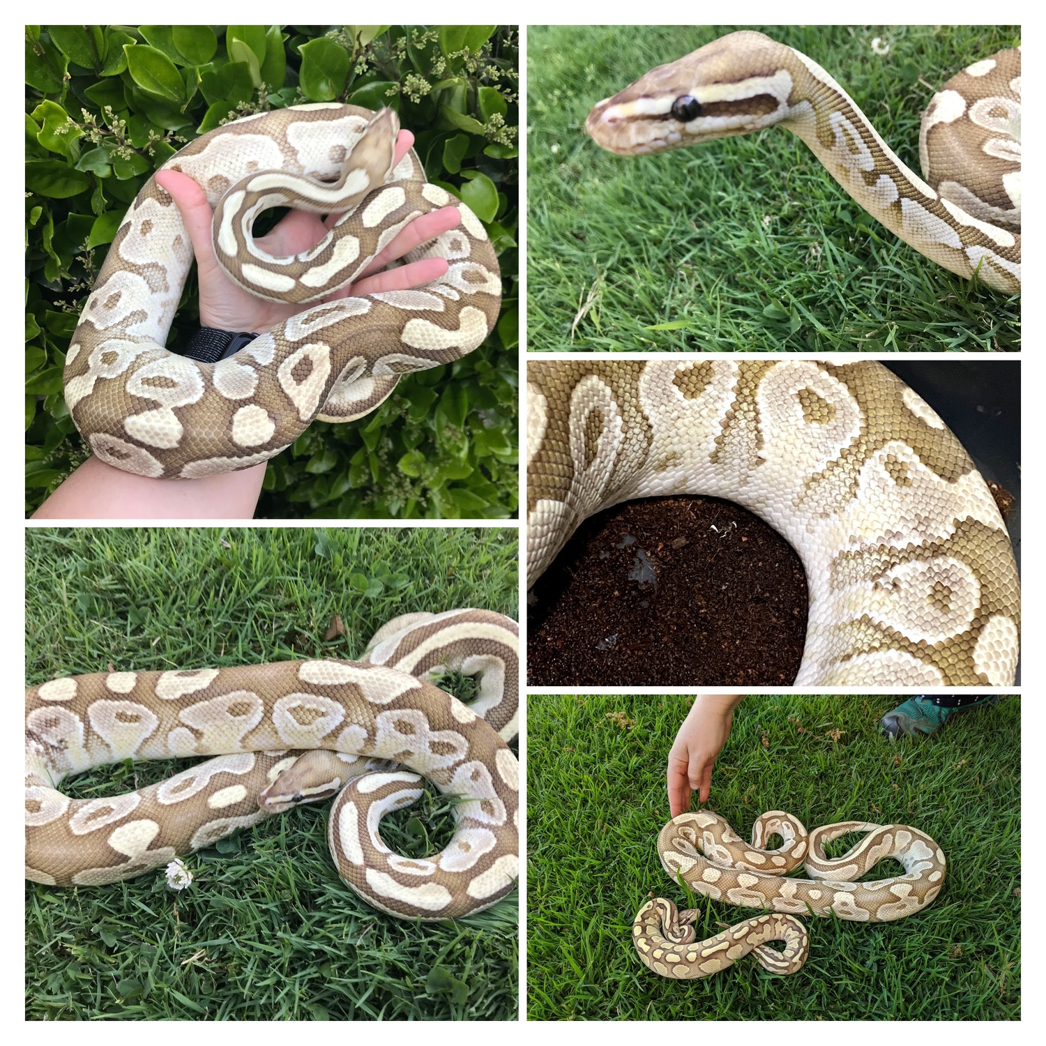 Sweet, Gorgeous, Proven Male Nuclear Ball Python by Papaya Pythons ...