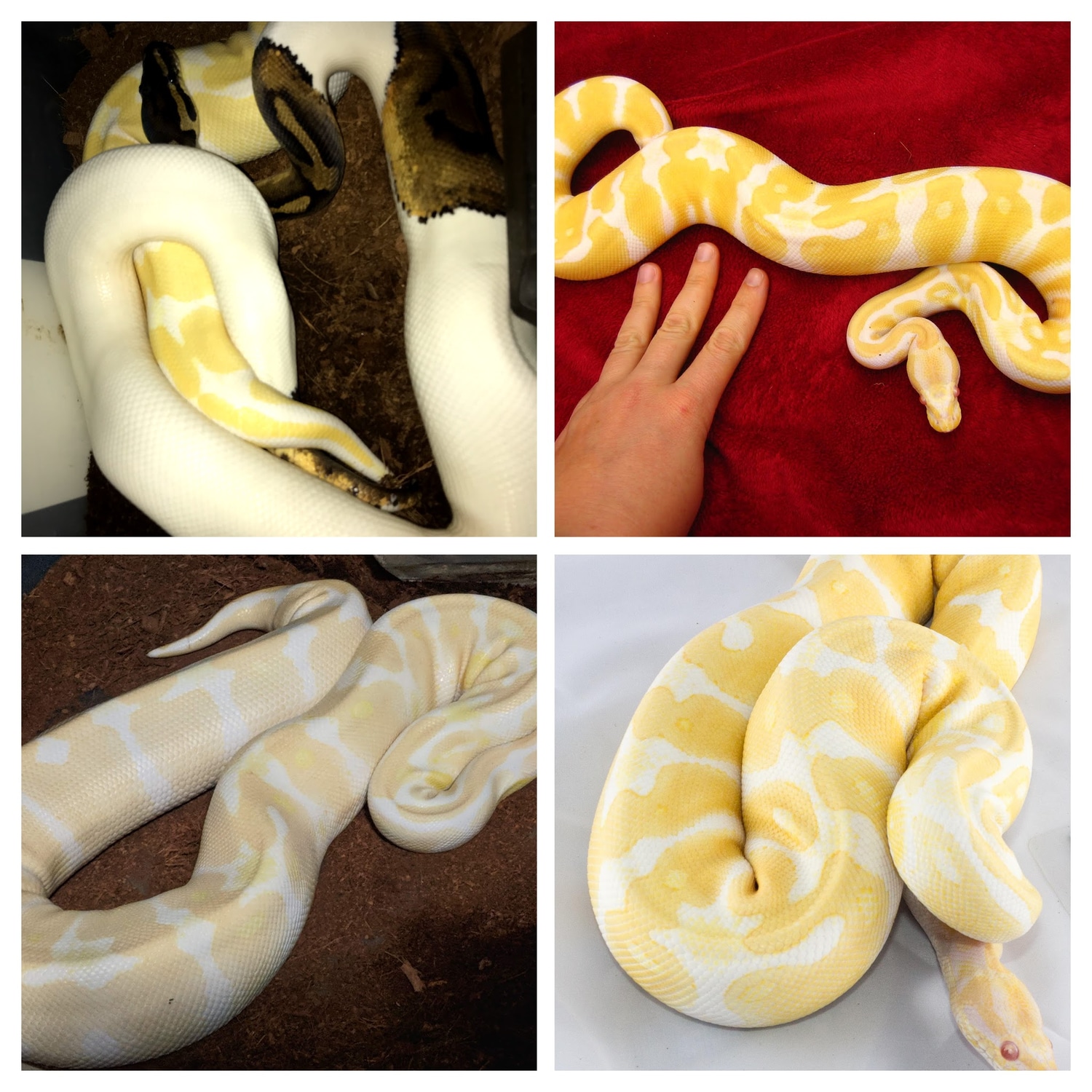 Proven Albino Het Pied Ball Python by Papaya Pythons - MorphMarket