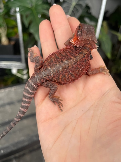 Pos Paradox Red Monster Central Bearded Dragon by Paper Crane Nursery