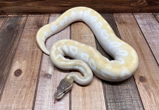 Crystal Ball Python by Paperclip Pythons