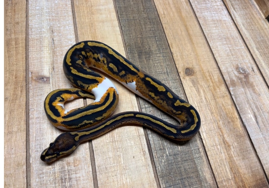 Yellow Belly Pied Poss Red Stripe Ball Python by Paperclip Pythons
