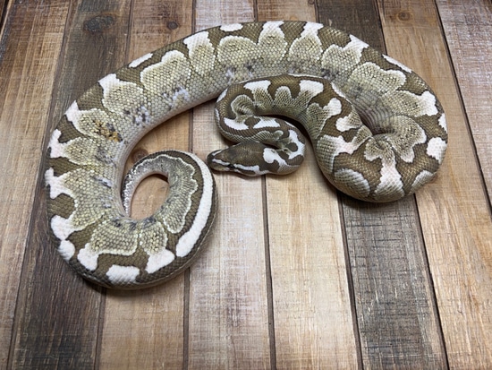 Enchi Bamboo 50% Het Pied 50% Het Clown Ball Python by Paperclip Pythons