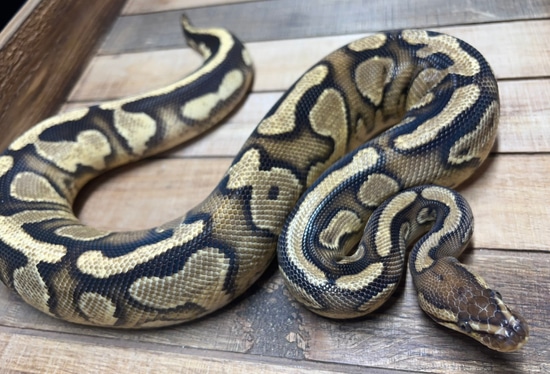 Orange Dream Yellow Belly Red Stripe Het Pied Ball Python by Paperclip ...