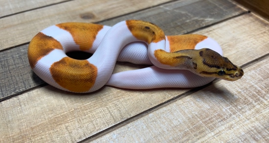 Orange Dream Pinstripe Pied 50% Het Clown Ball Python by Paperclip Pythons