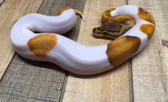 Orange Dream Pinstripe Pied 50% Het Clown Ball Python by Paperclip Pythons